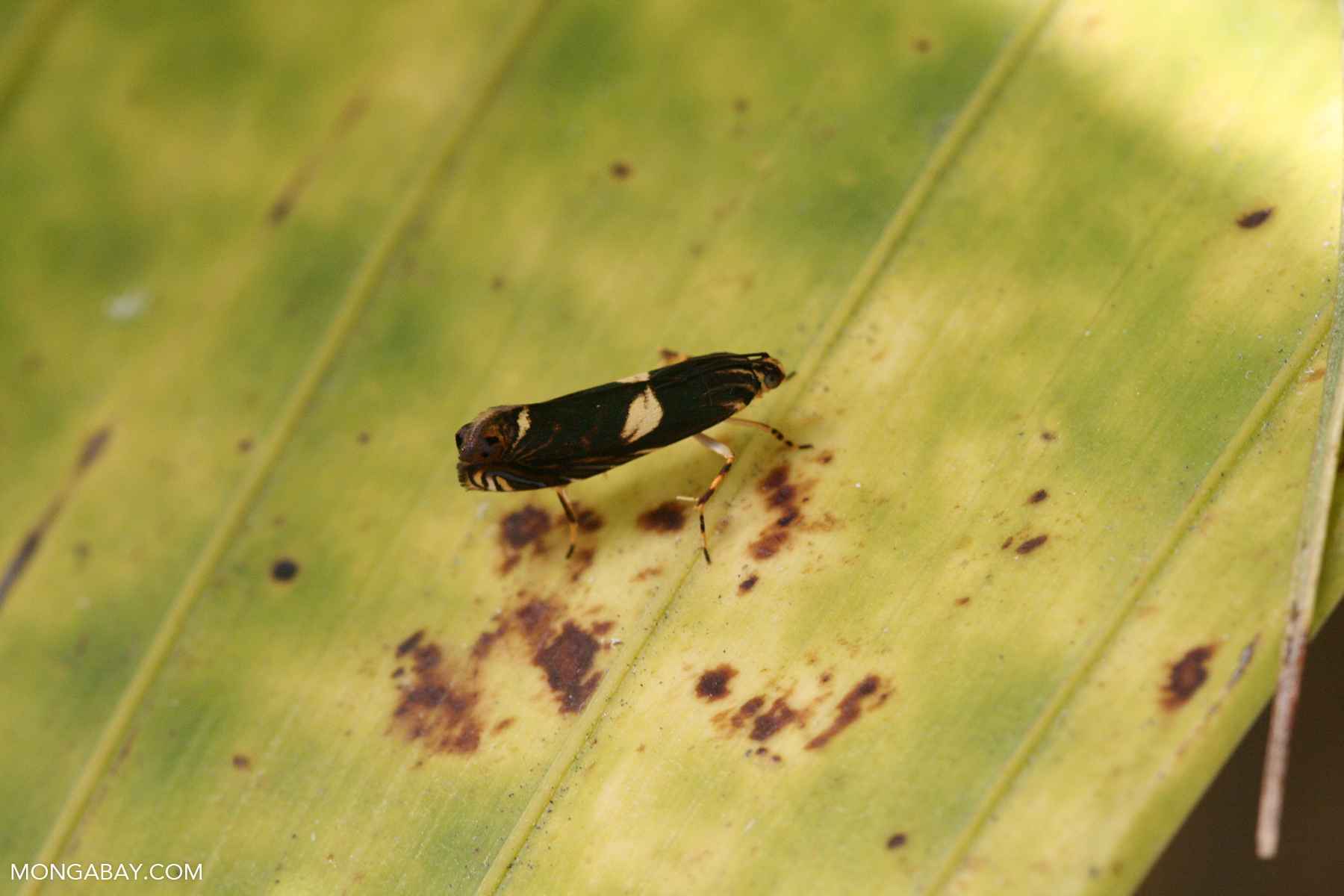 Brown and yellow insect with a false eye spot [costa_rica_4577]