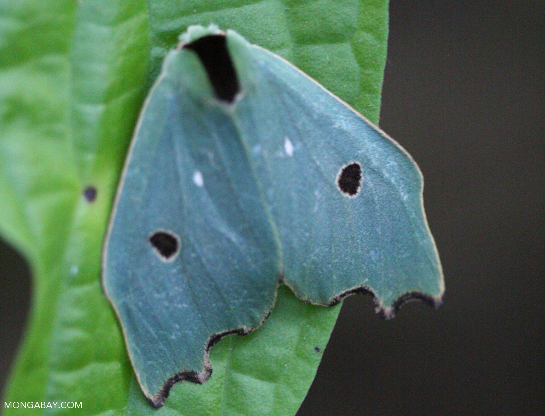 Green moth with a black body [costa_rica_4708]