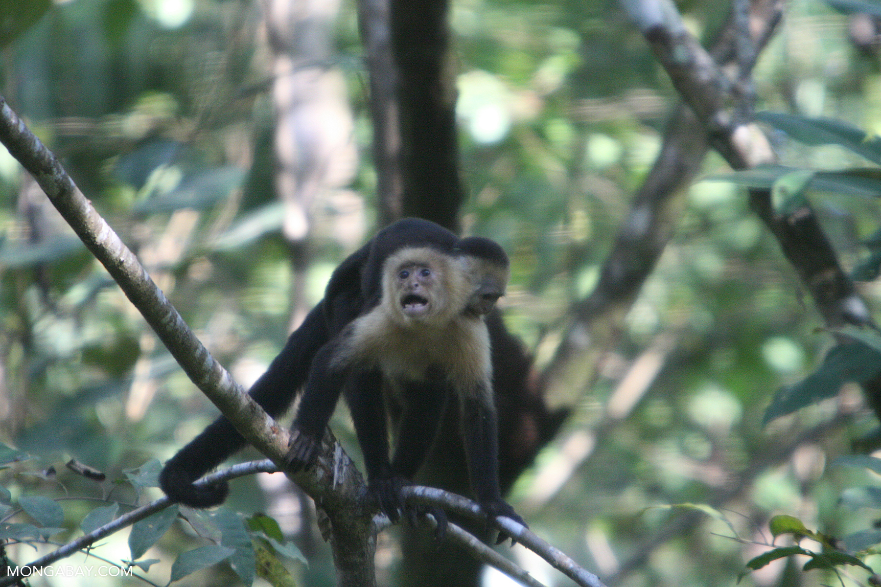 Mother White-faced Capuchin with a baby on its back