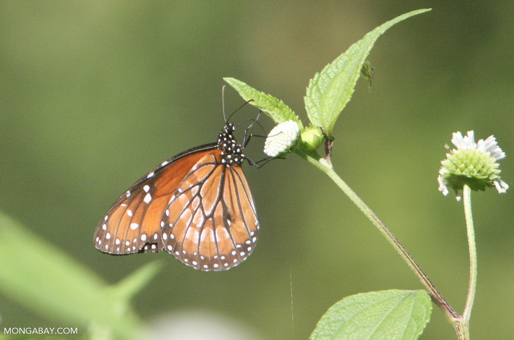 Queen (Danaus gilippus) [Monarch-mimic] butterfly feeding on a flower