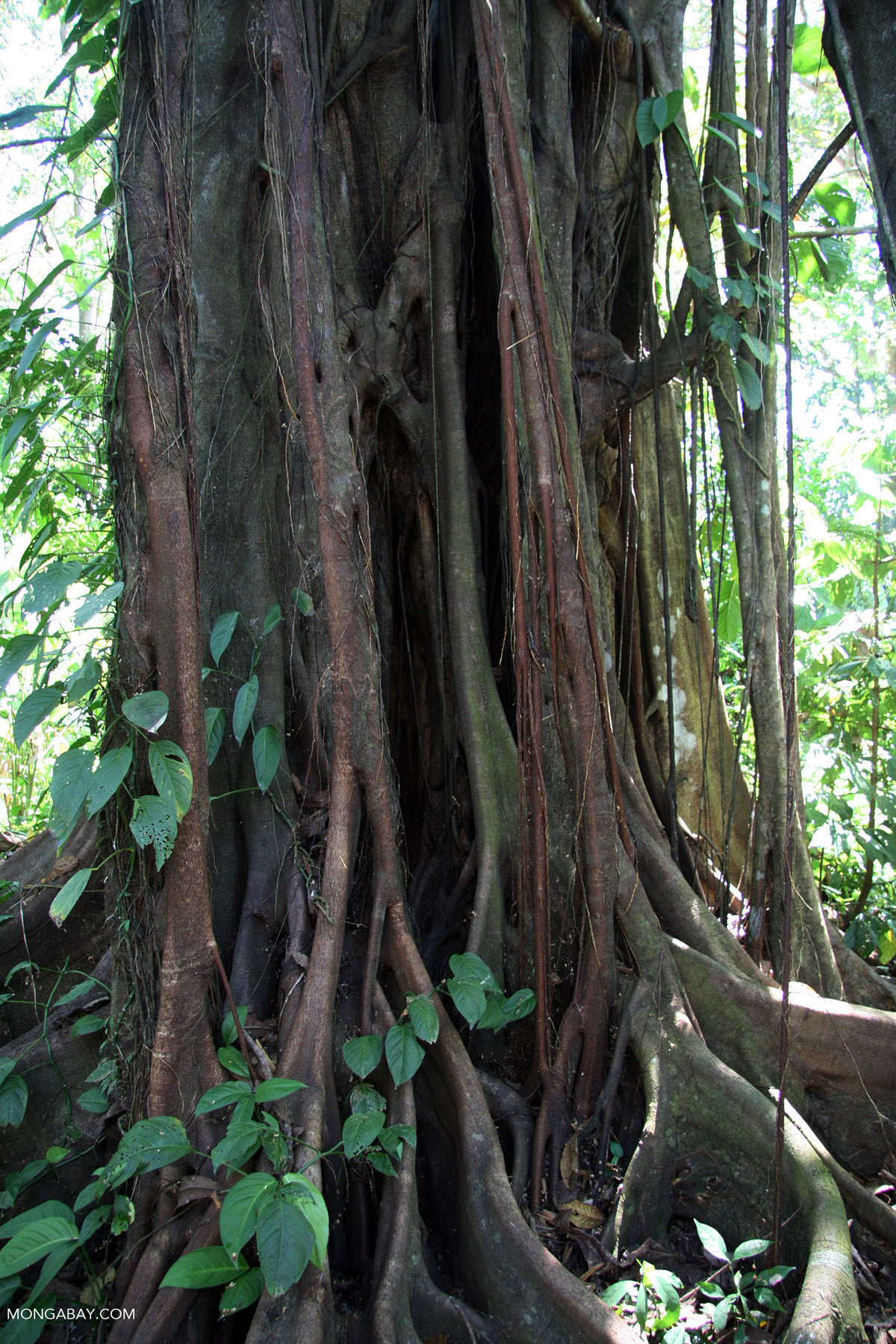 Strangler fig roots [costa_rica_5308]