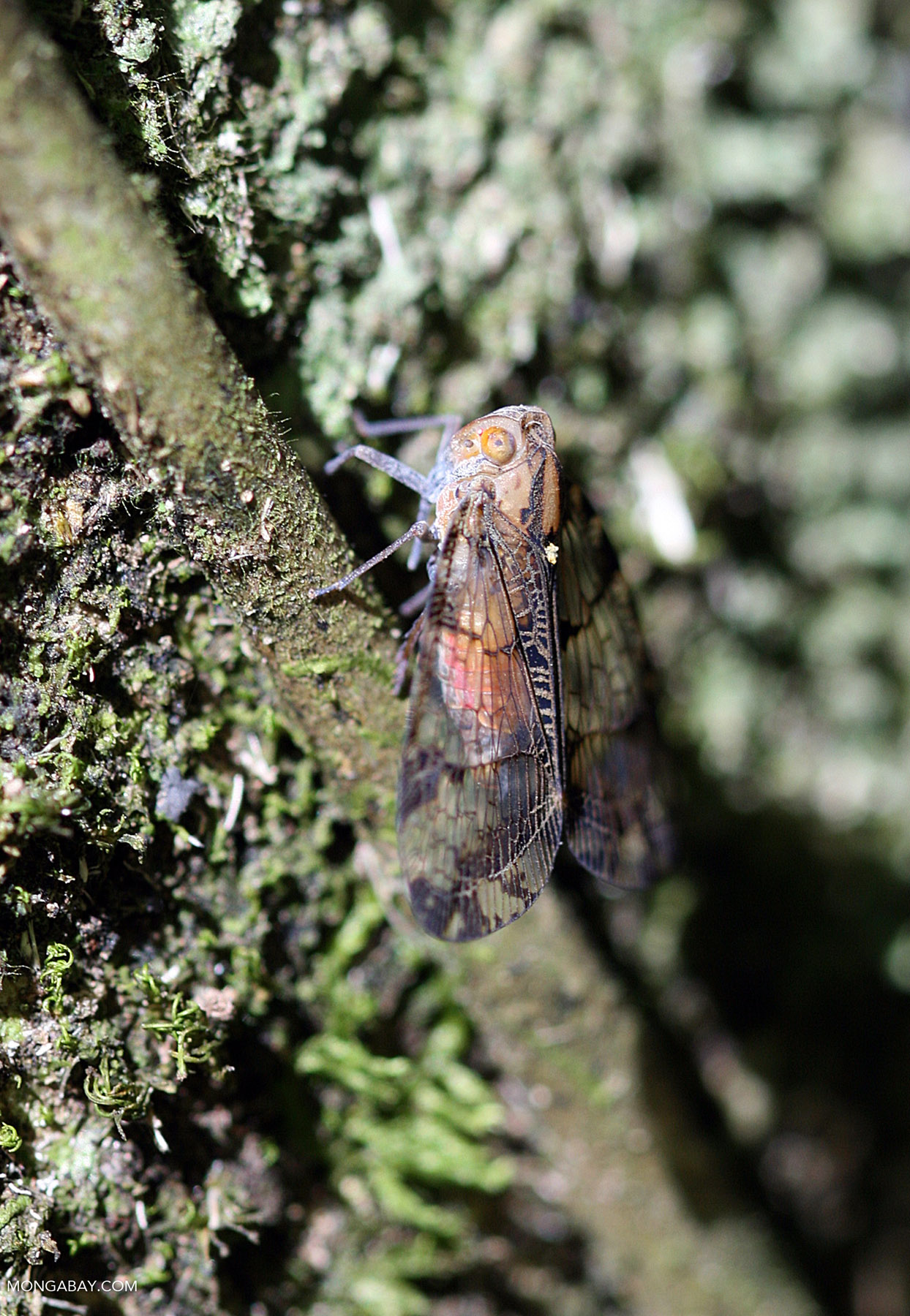 Small cicada-like insect from the Fulgoridae family [costa_rica_5487]