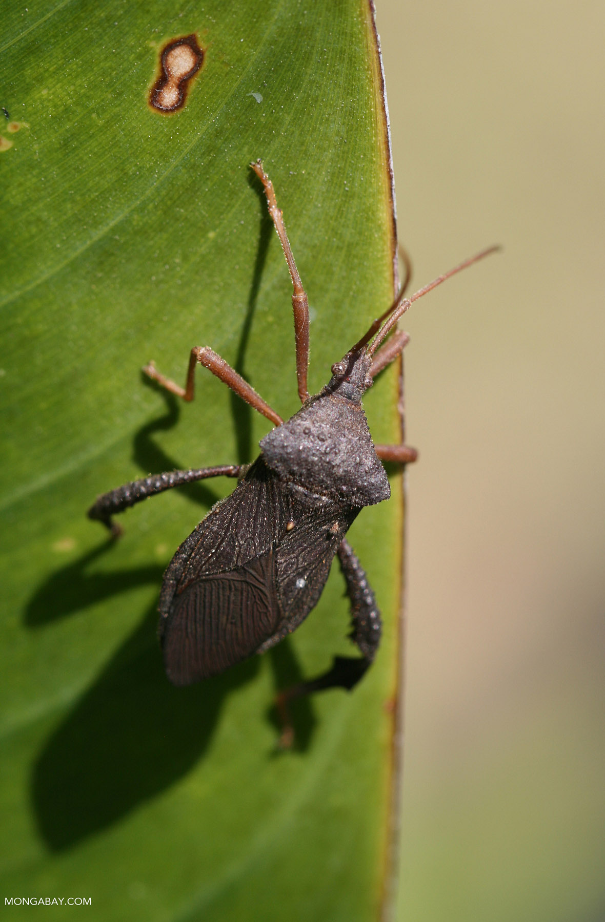 Leaf-footed Bugs (family Coreidae) [costa_rica_5498]