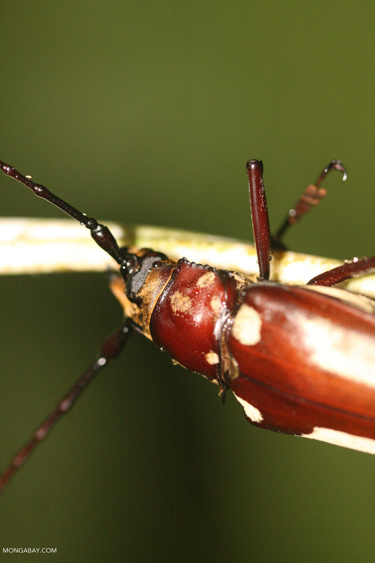 Brownish-red Long-horned Beetle (family Cerambycidae, subfamily ...