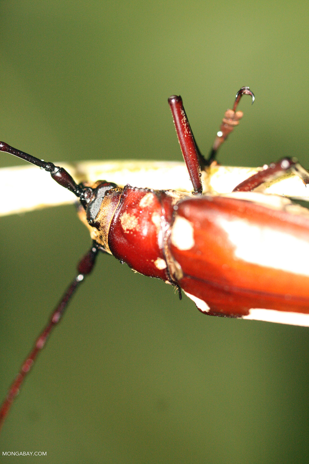 Brownish-red Long-horned Beetle (family Cerambycidae, subfamily ...