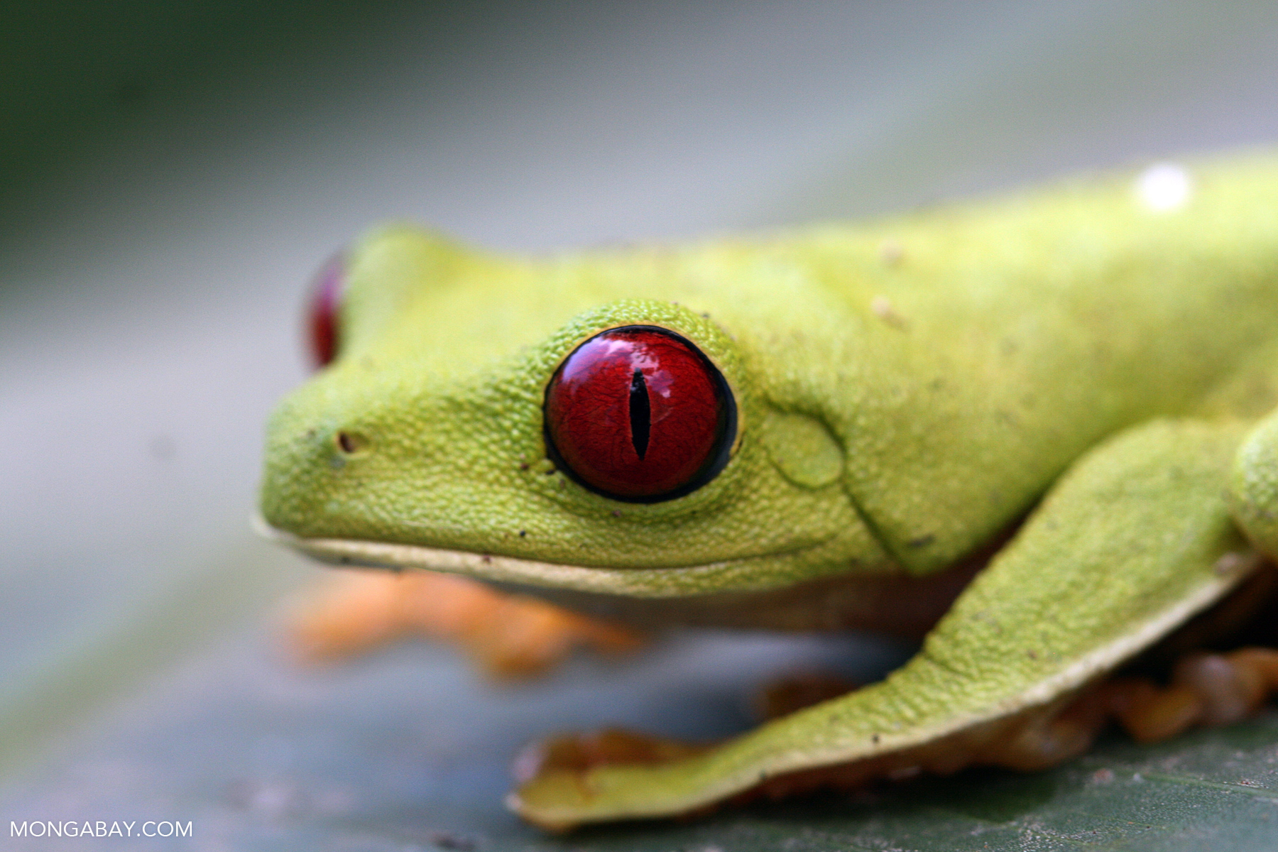 Red-Eyed Tree Frog headshot