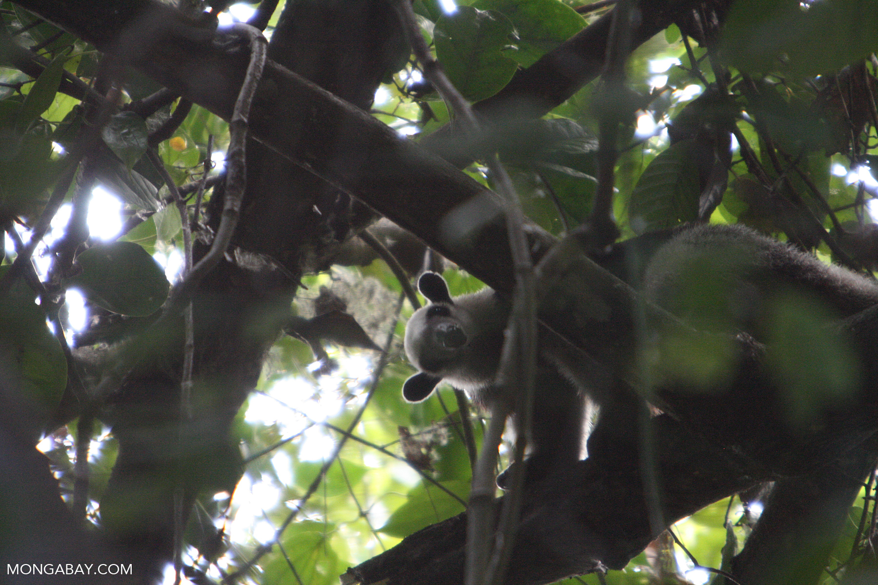 Lesser Anteater (Tamandua tetradactyla) [costa_rica_5993]