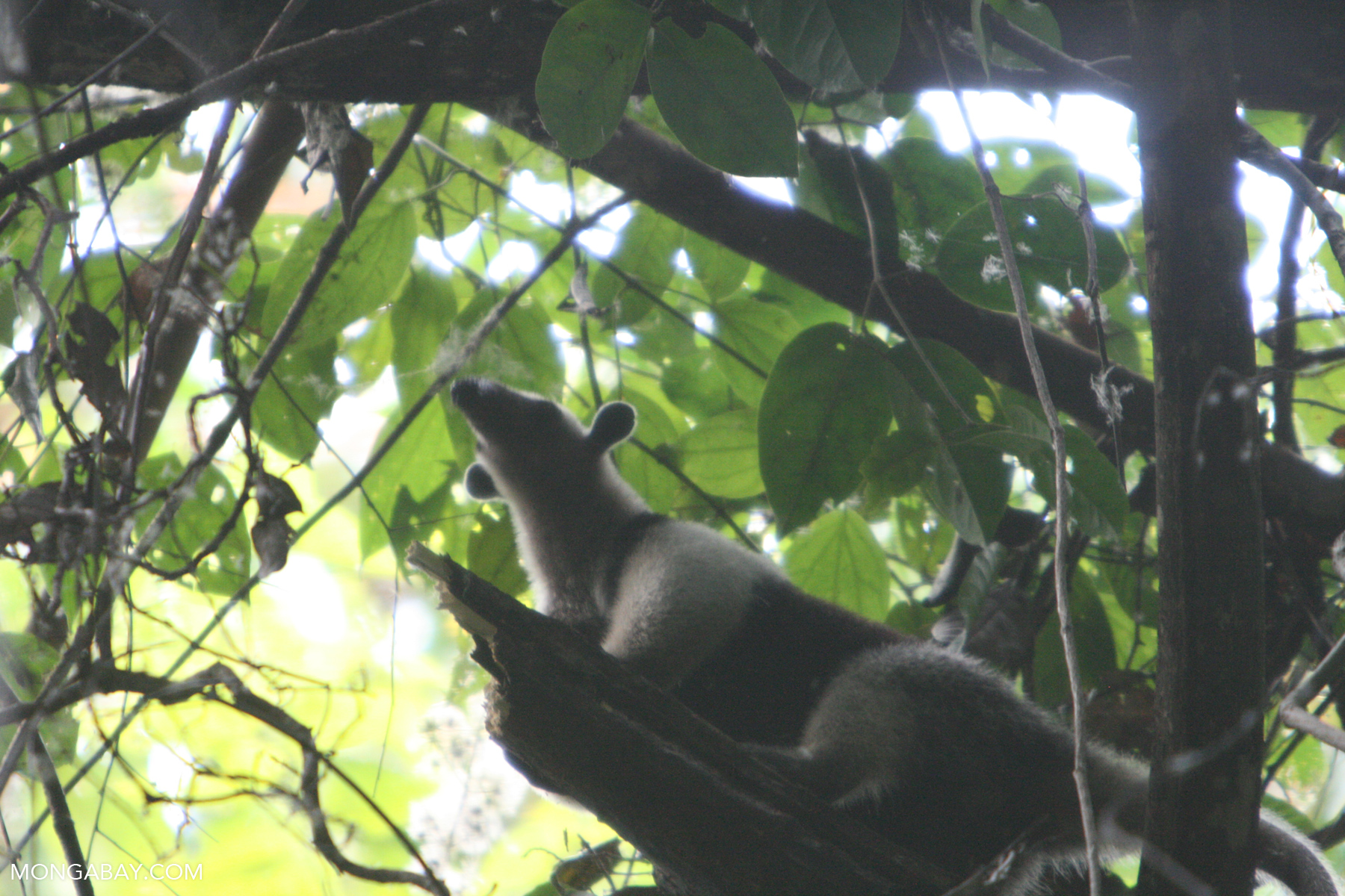 Arboreal Lesser Anteater (Tamandua tetradactyla) [costa_rica_6004]