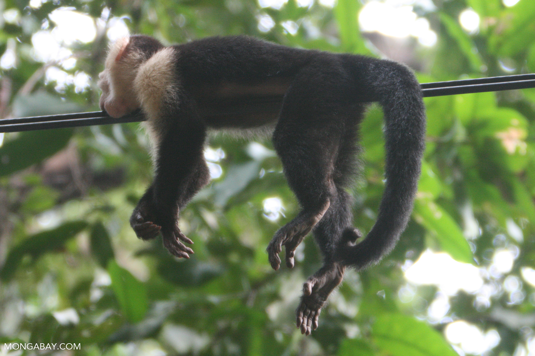 Costa Rican capuchin monkey taking it easy on a powerline