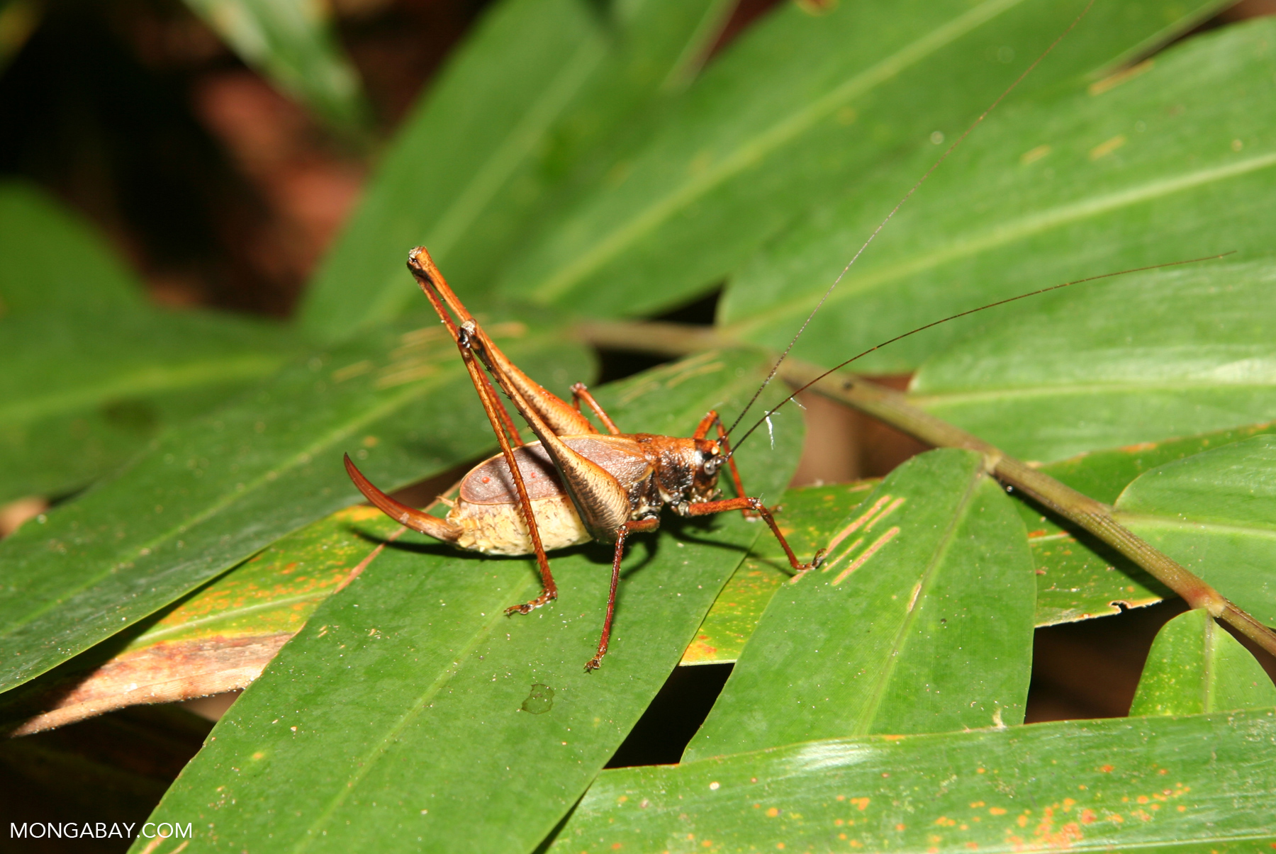 Brown katydid on leaf