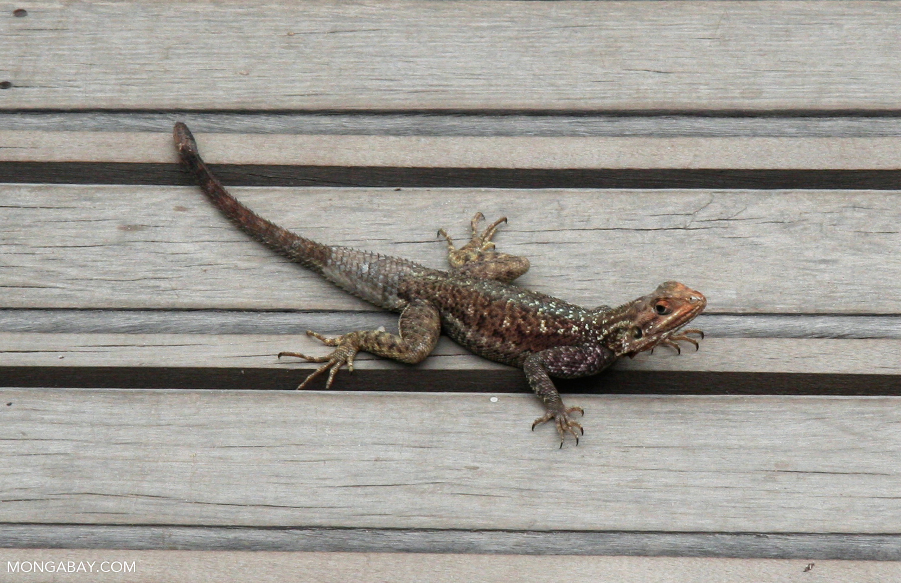 Lizard on boards