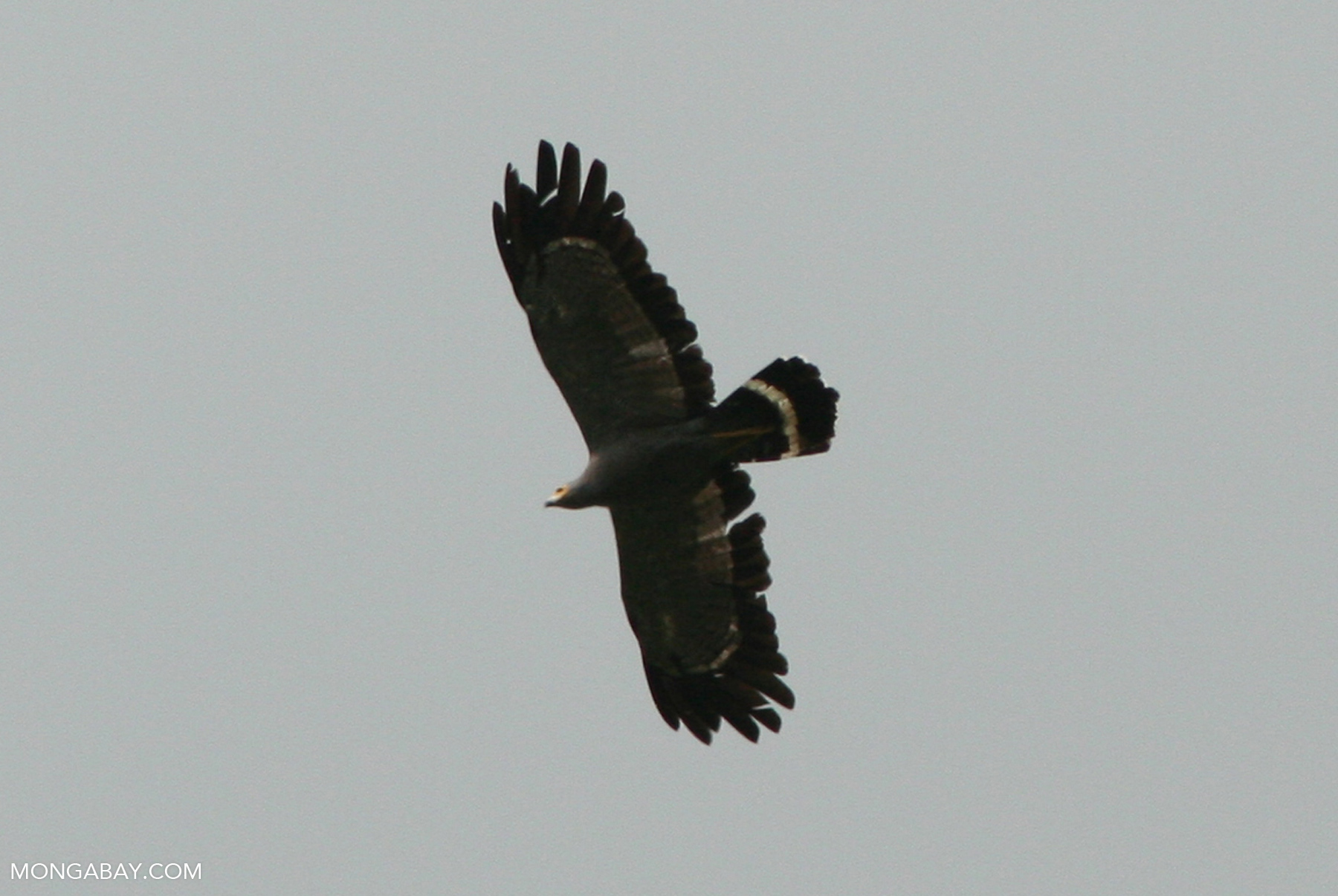 African banded harrier hawk or Gymnogene (Polyboroides typus pectoralis ...