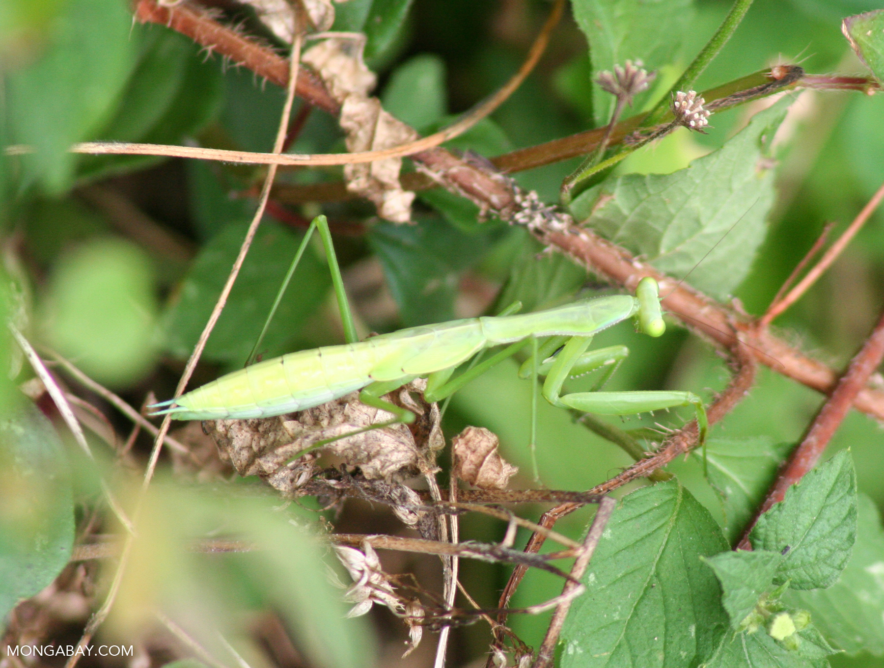 Bright green mantid insect