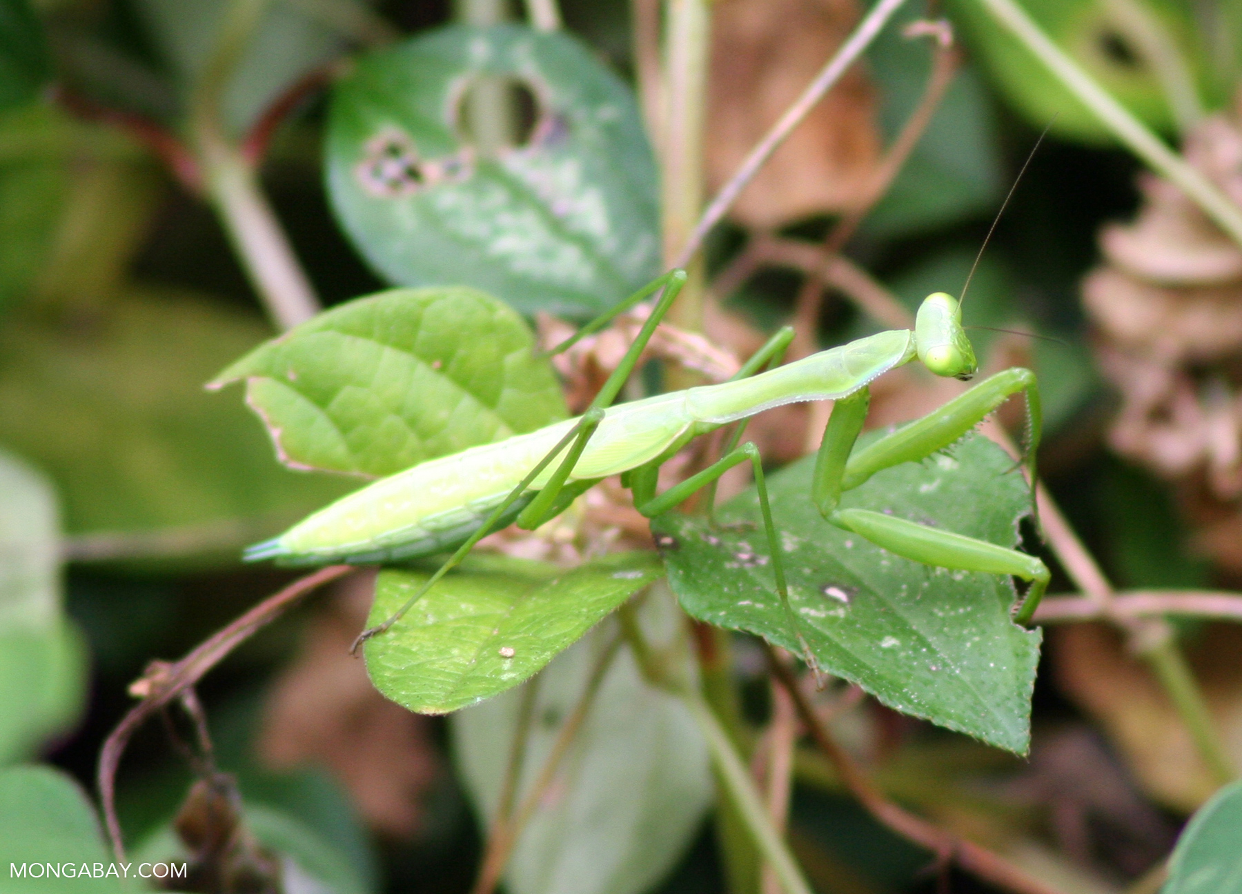 Bright green praying mantis