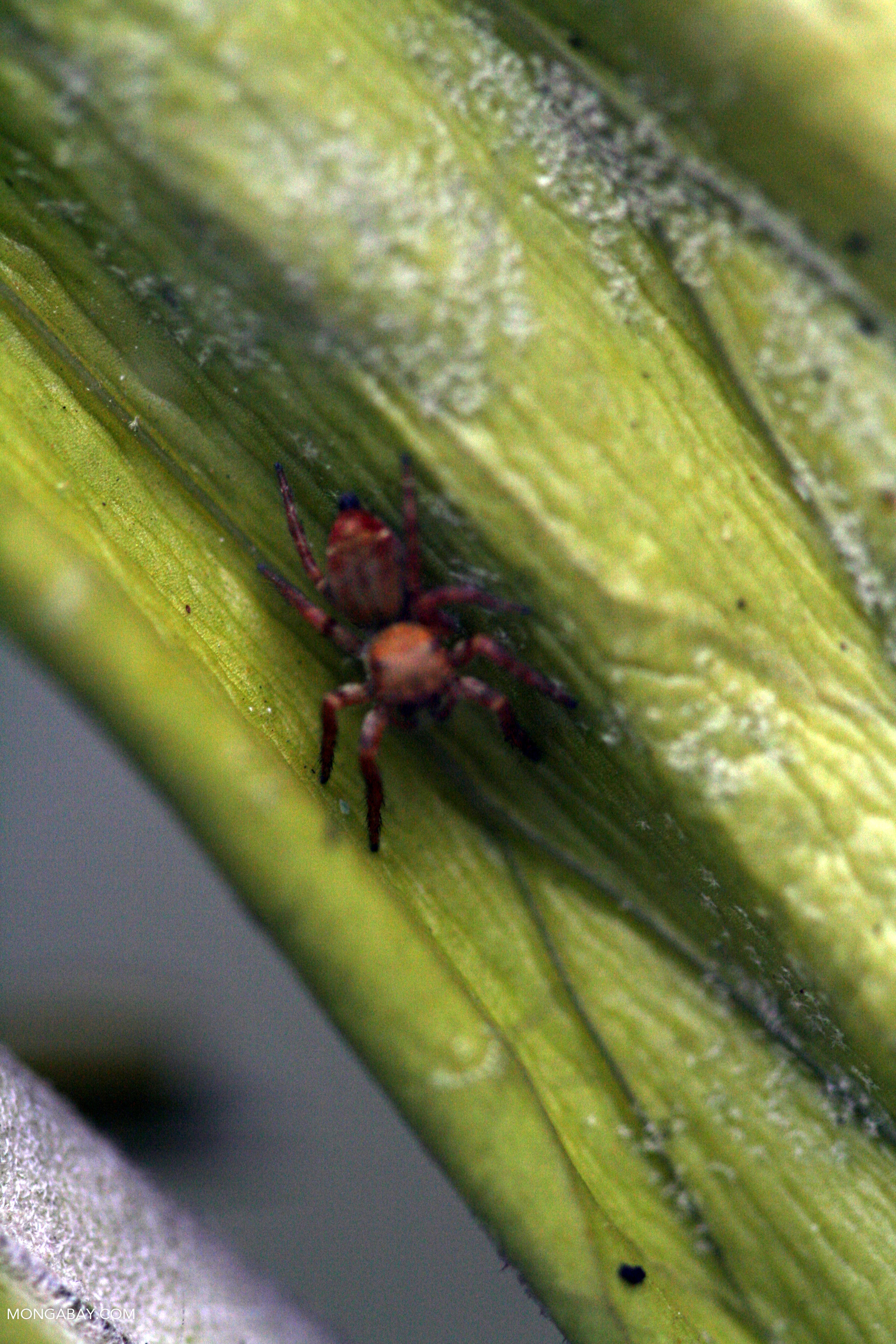 Small copper colored spider on leaf
