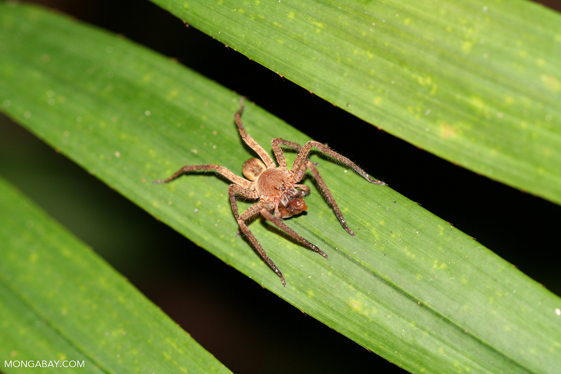 Spider on leaf in Gabon