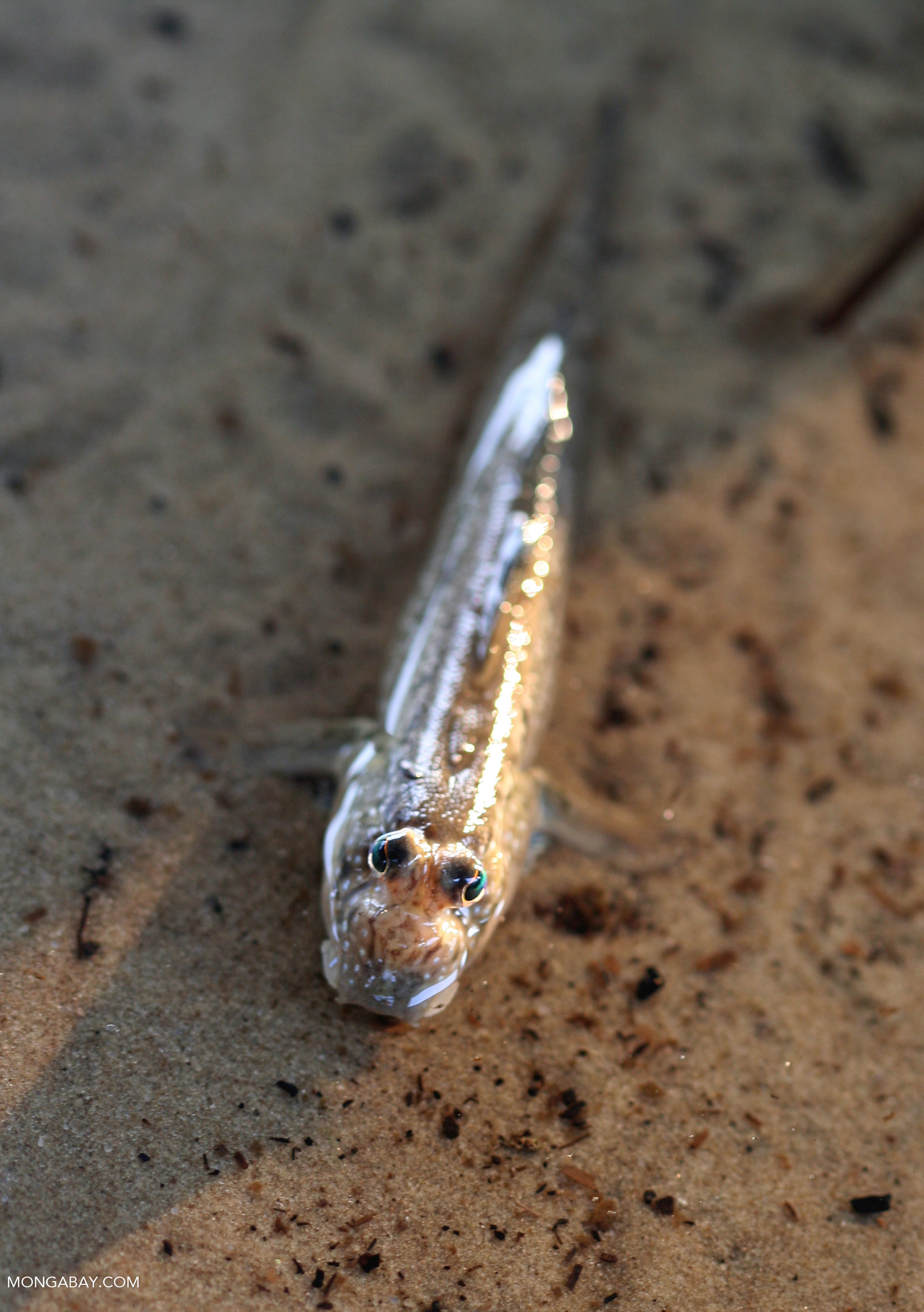 Mudskipper fish in Gabon