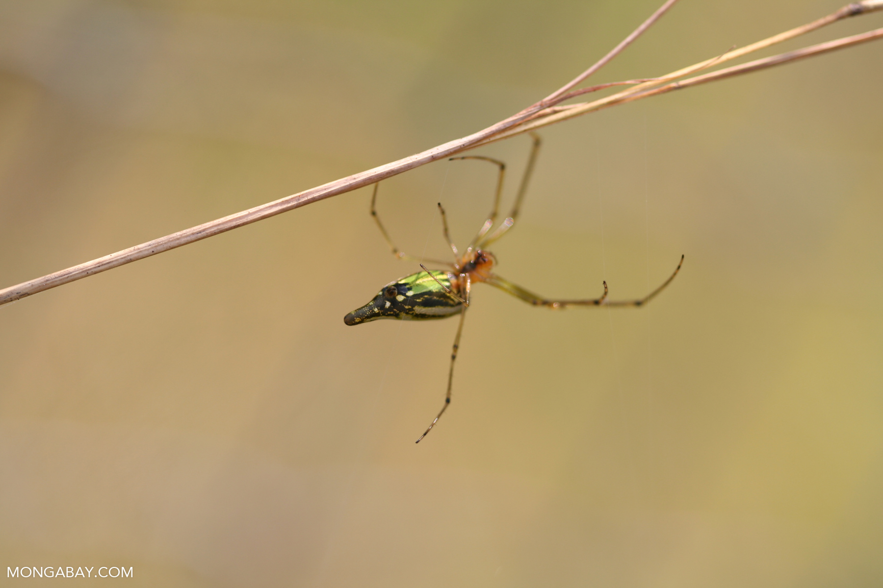 Green, black, yellow and white grass spider