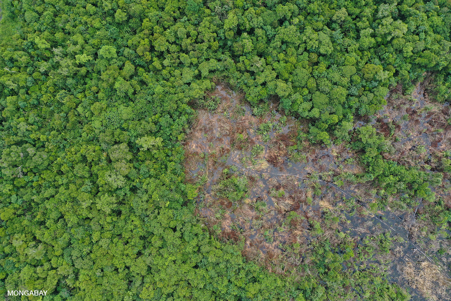 Deforestation statistics for Timor-Leste