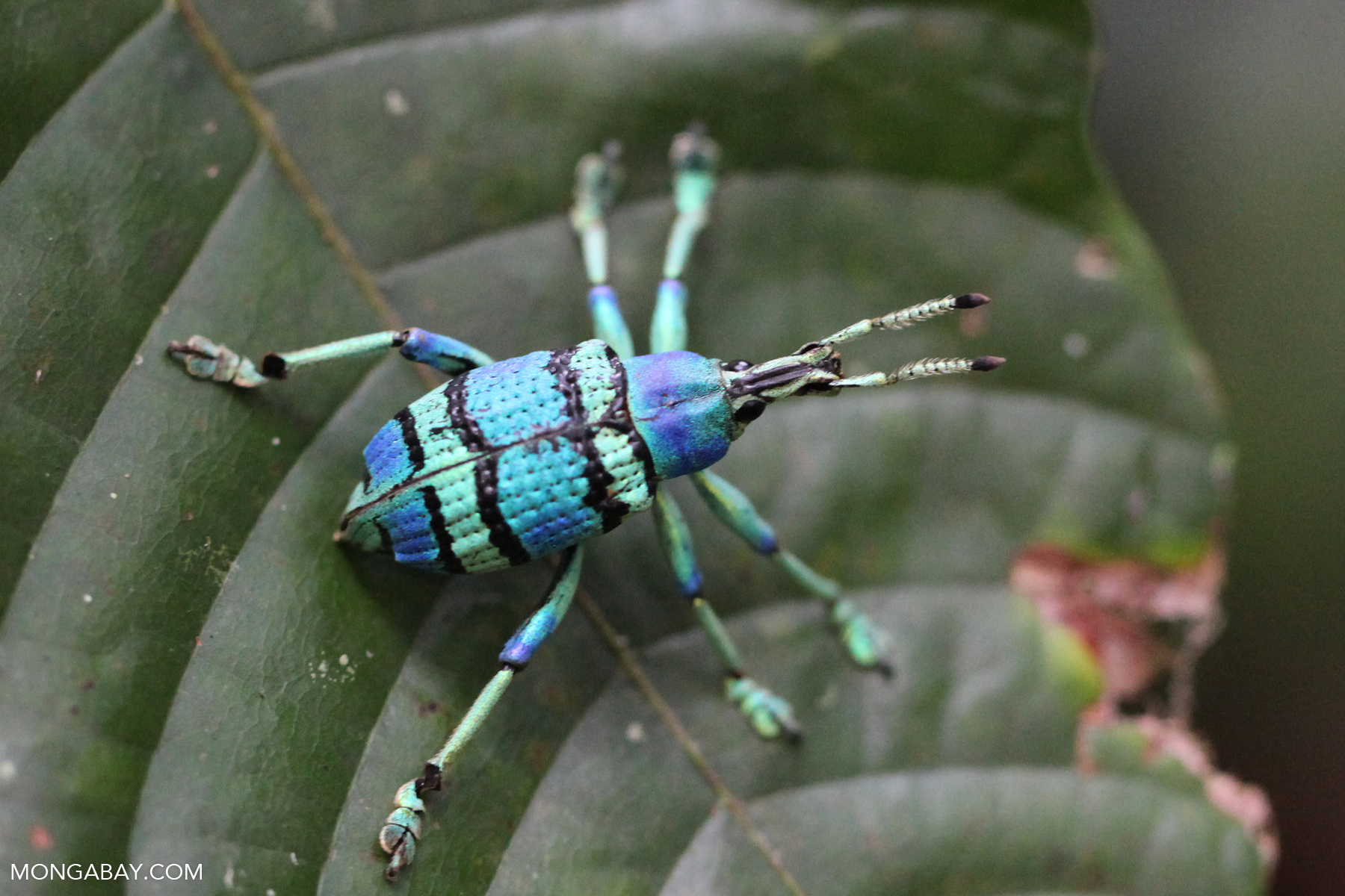 Blue and turquoise weevil (Eupholus schoenherri - Curculionidae family)