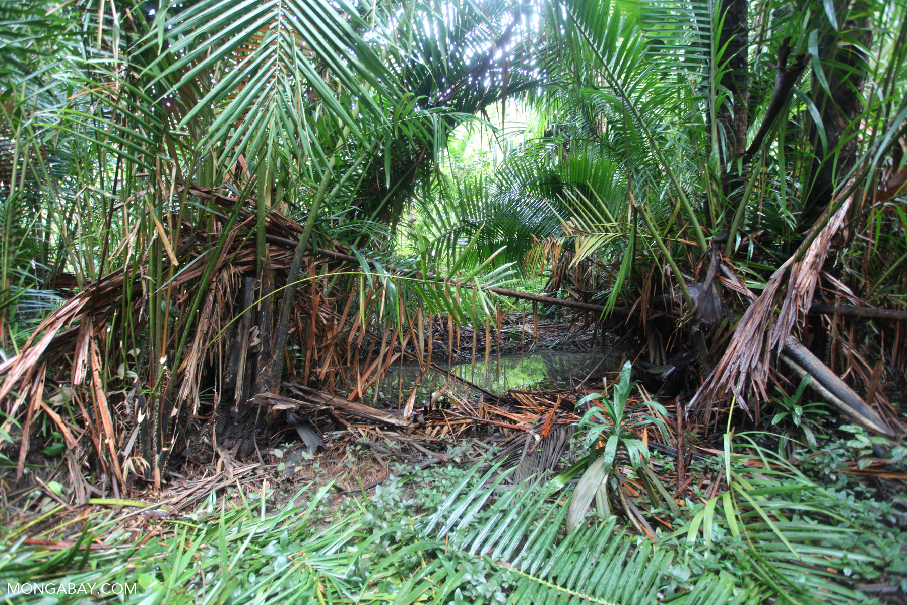 Palm swamp near Manokwari, West Papua