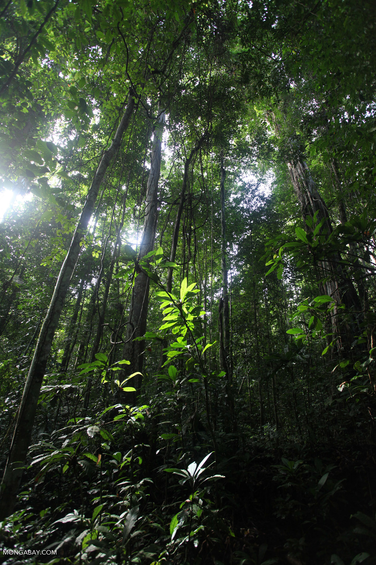 Lowland rain forest in New Guinea