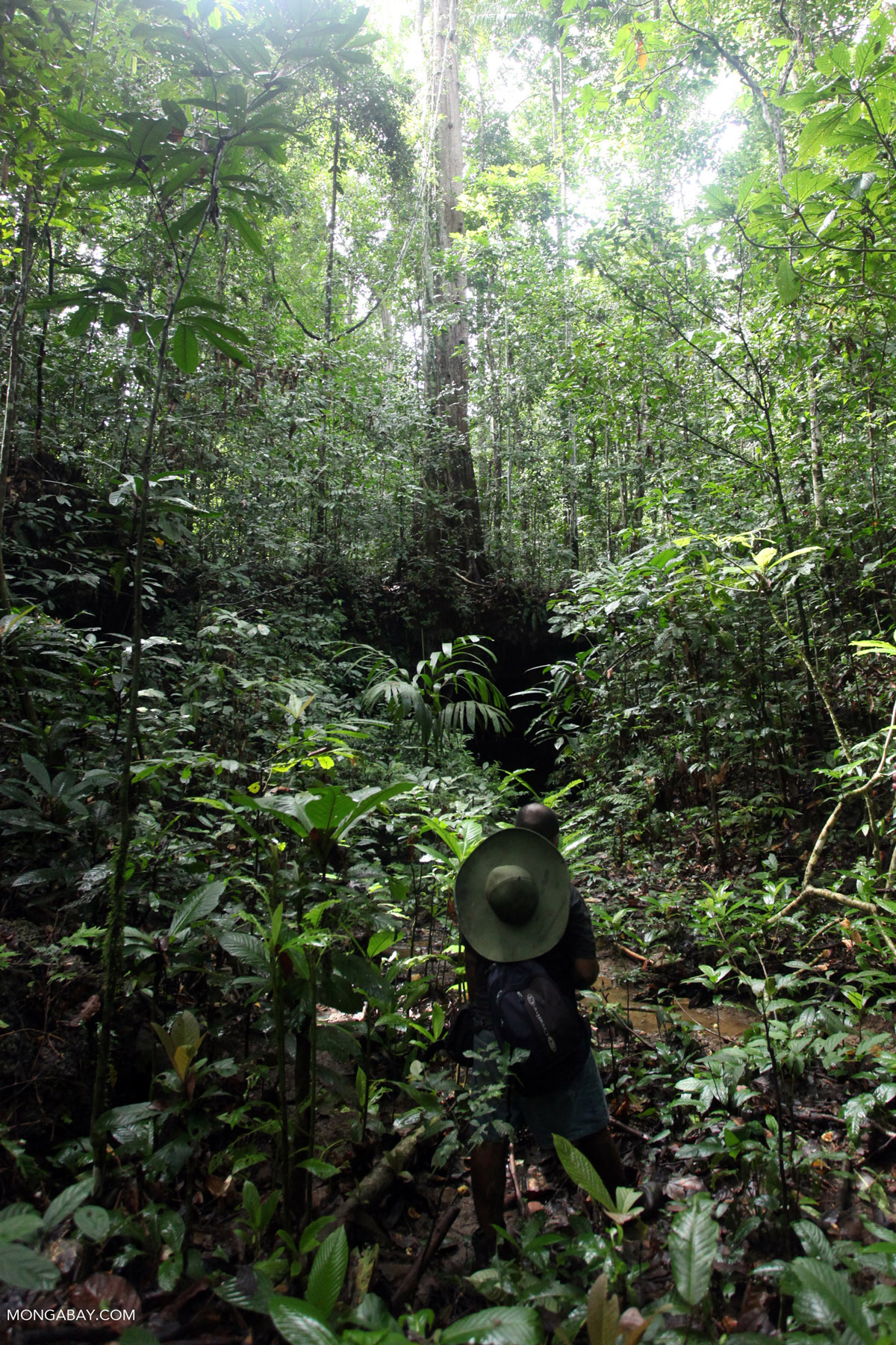 Forest guide in New Guinea
