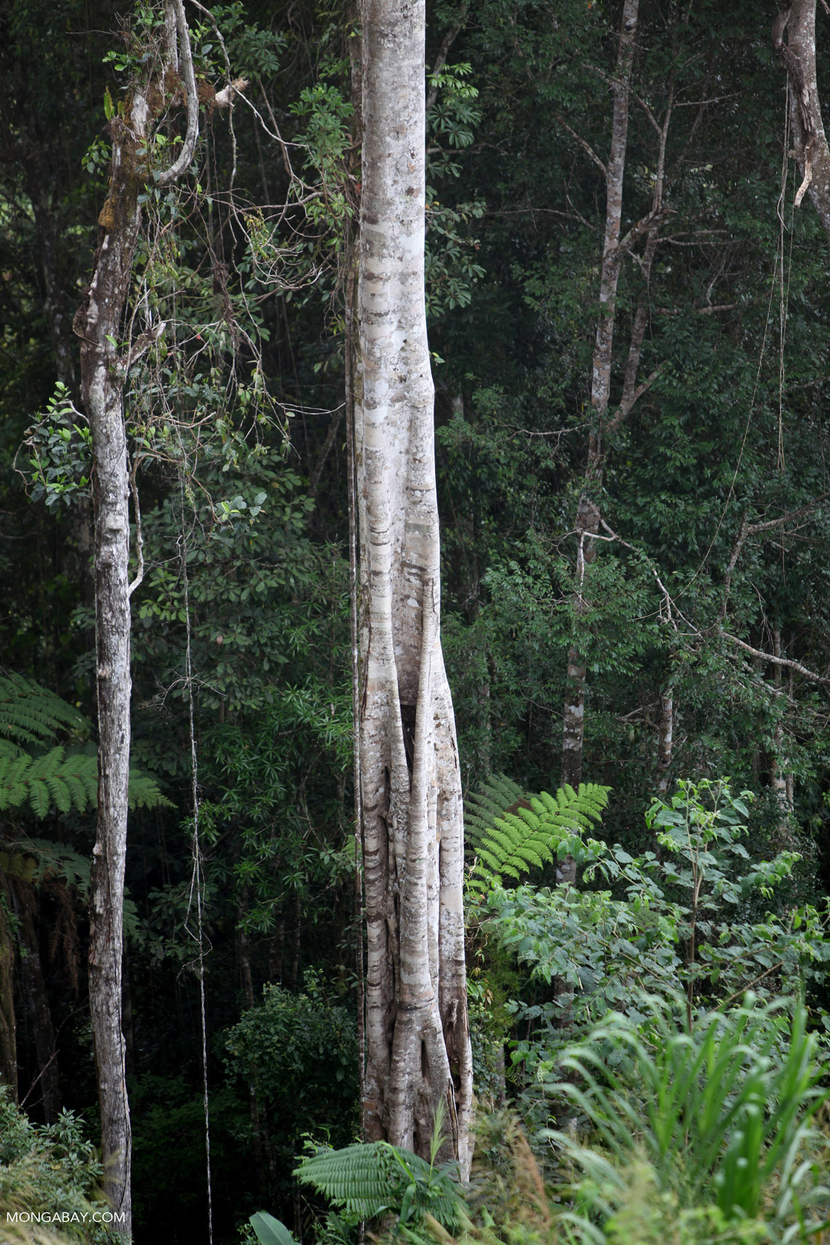 Rainforest tree in New Guinea