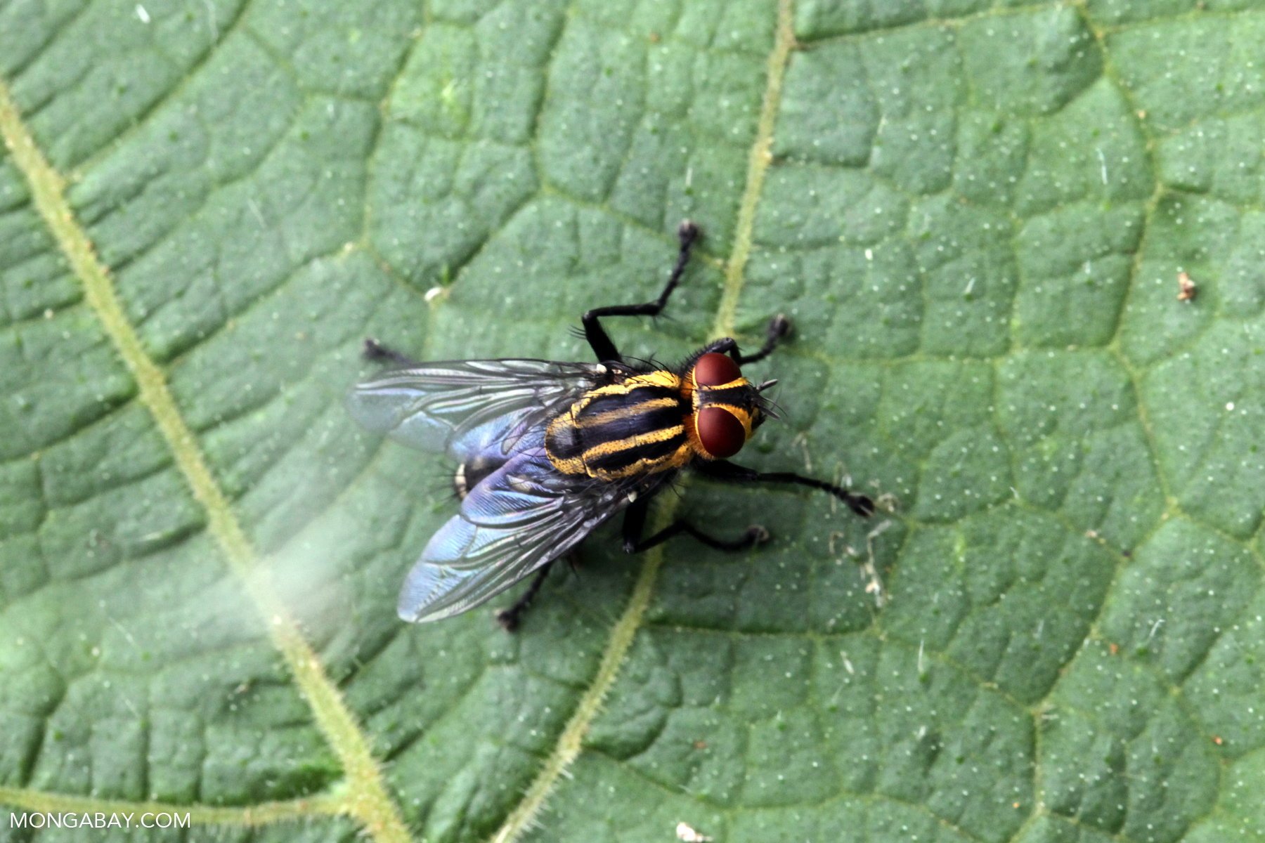 Yellow Fly With Red Eyes