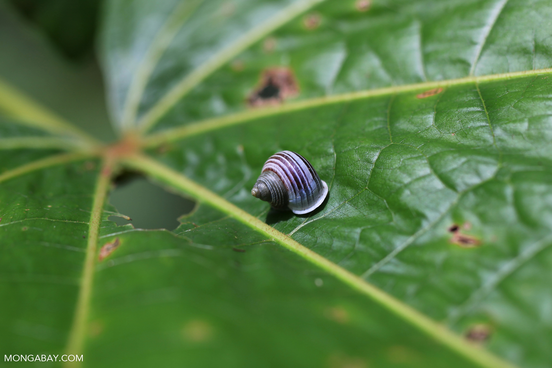 Jungle snail