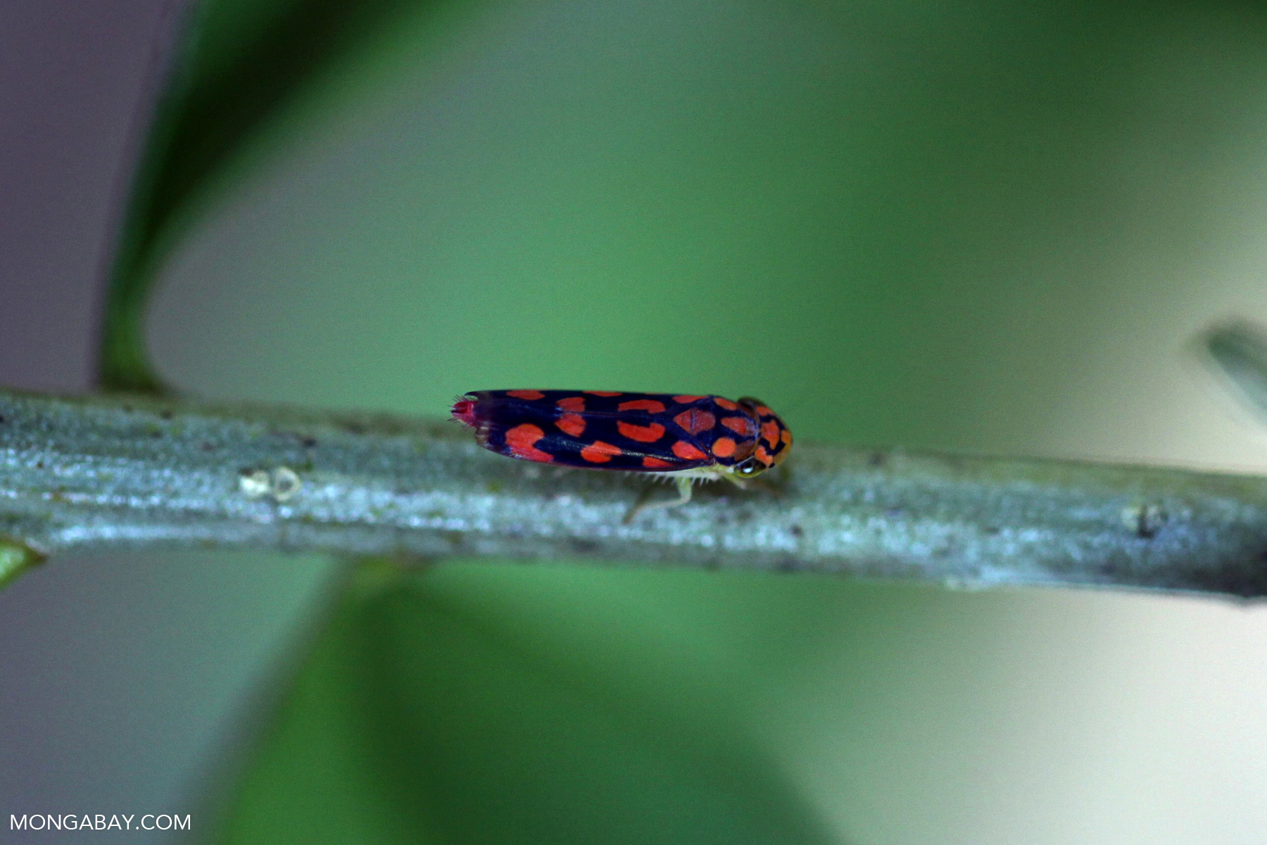 Hot pink planthopper