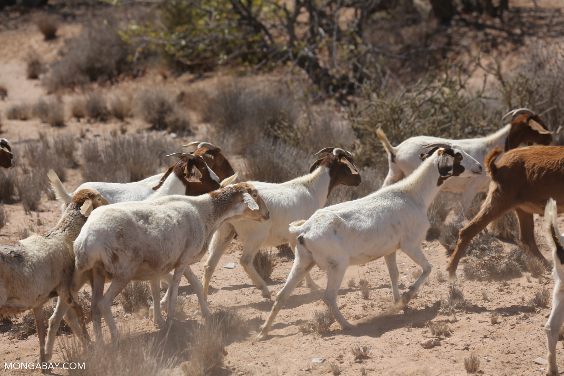 Goats in Namibia [namibia_1177]