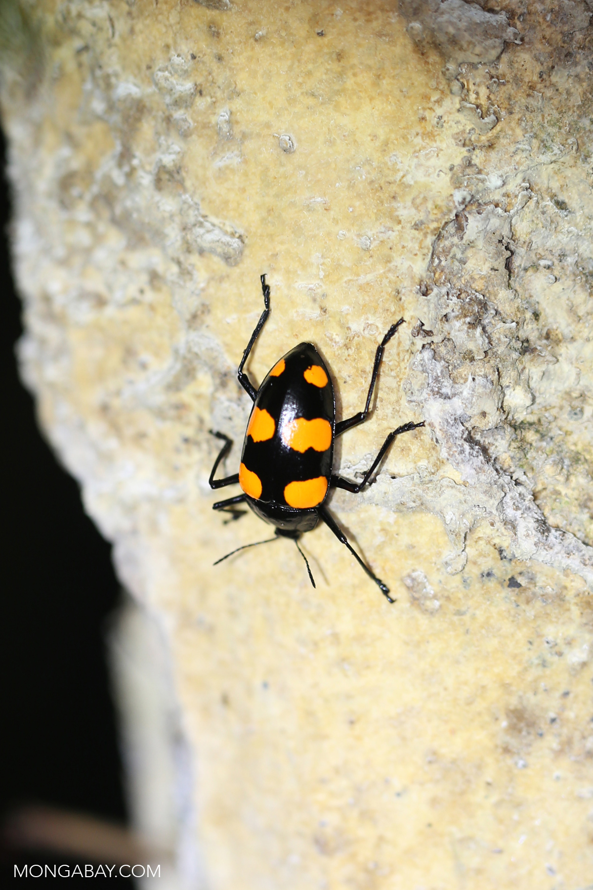 Black and orange beetle