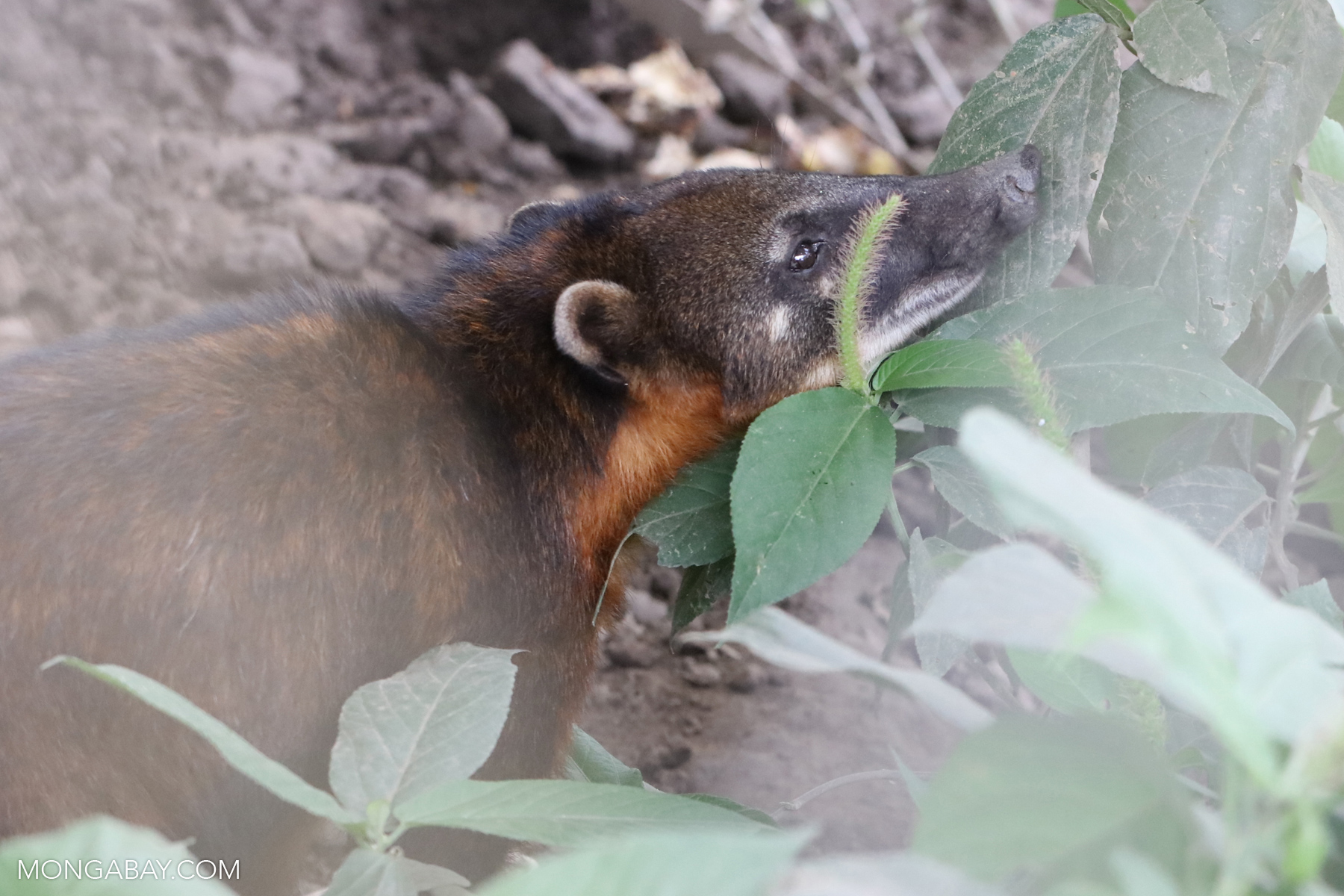 Amazon coati