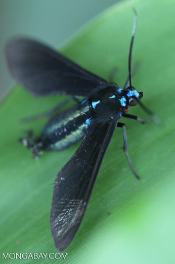 Turquoise-headed black flying insect