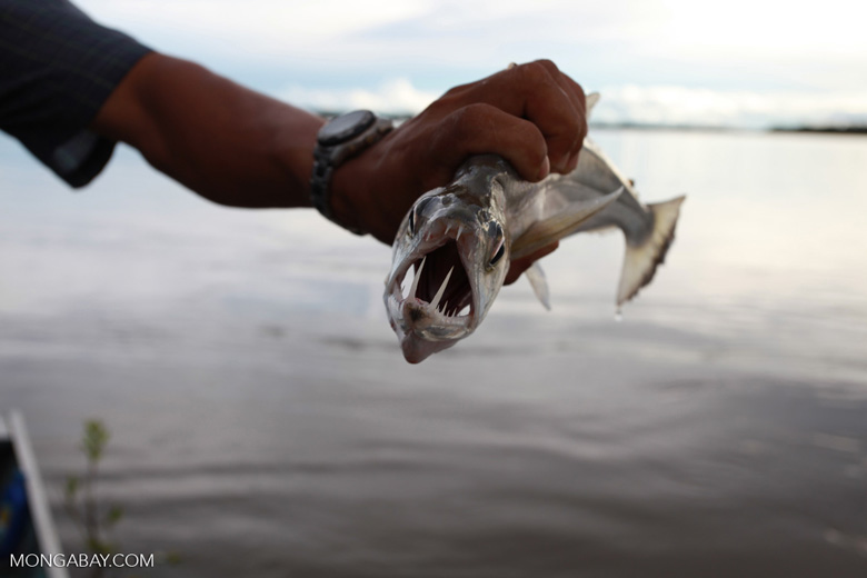 Chafalote (Rhaphiodon vulpinus)