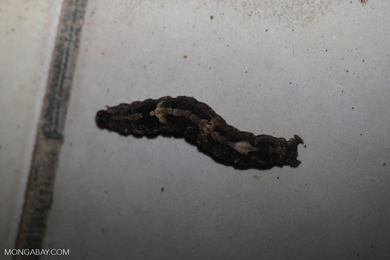 Caterpillar [brazil_1420]