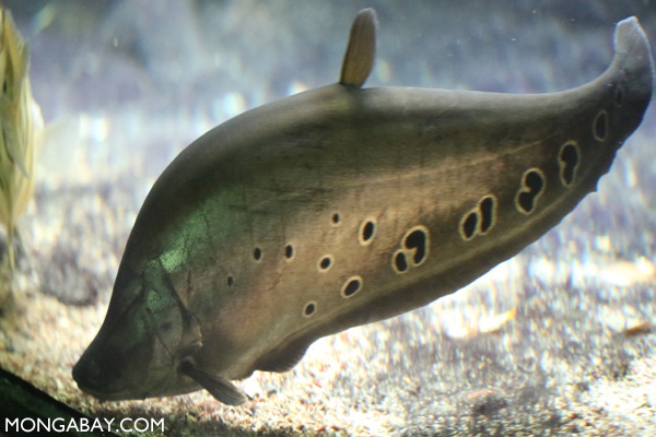 Asian clown knifefish (Chitala chitala)