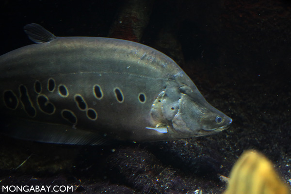 Clown knifefish