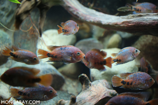 Firehead Cichlids (Vieja synspilum)