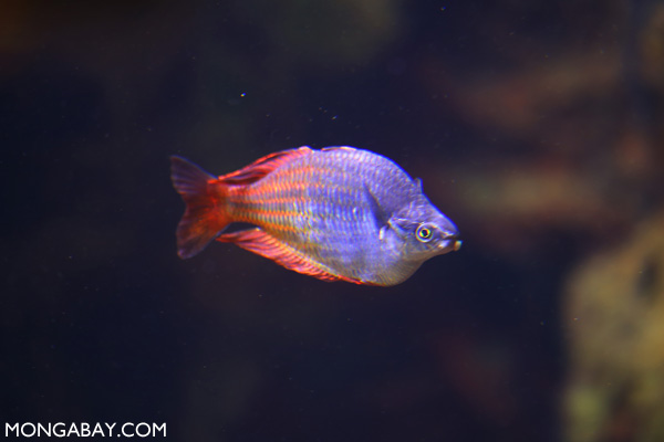 MacCulloch's rainbowfish (Melanotaenia maccullochi)