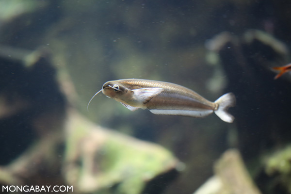 Goan catfish (Ompok bimaculatus)