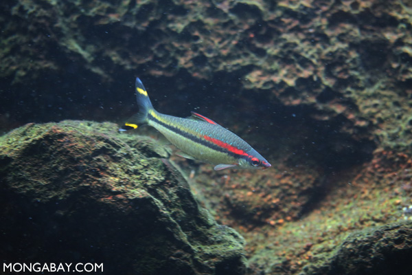 Denison barb (Puntius denisonii)