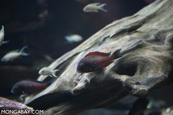 Red tropheus cichlid