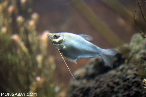 Moonlight gourami (Trichogaster microlepis)