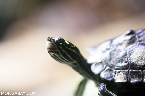 Ringed sawback turtle (Graptemys oculifera)