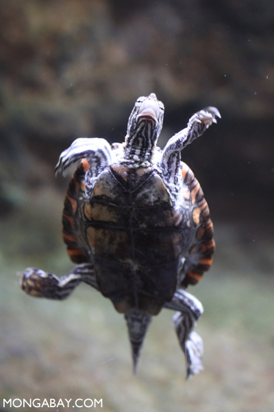 Ringed map turtle (Graptemys oculifera)