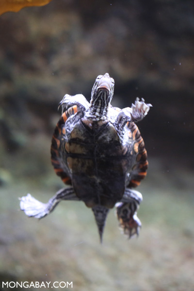 animals_03827