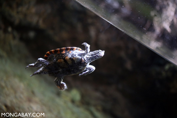 animals_03829