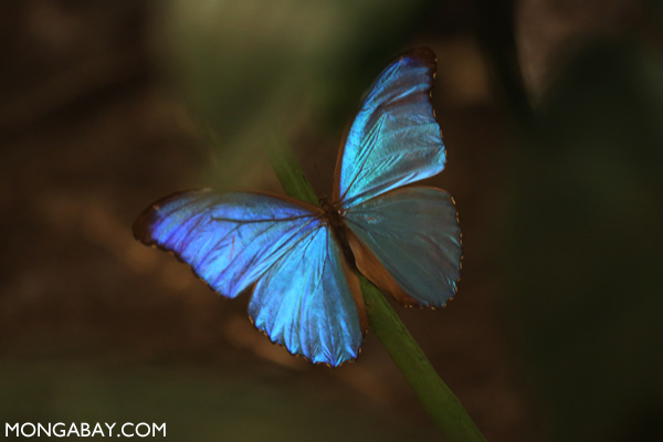 Blue morpho butterfly (Morpho amathonte)